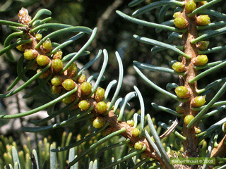 Abies Concolor - White Fir -Tree Facts & Pictures