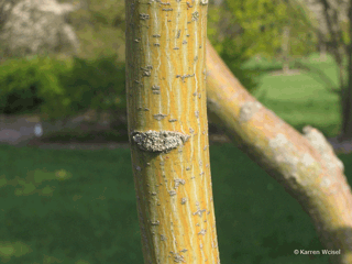 Acer forrestii Forrest Maple Tree Facts & Pictures