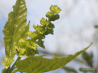 Acer forrestii Forrest Maple Tree Facts & Pictures