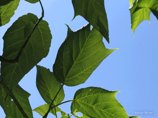 Acer forrestii Forrest Maple Tree Facts & Pictures