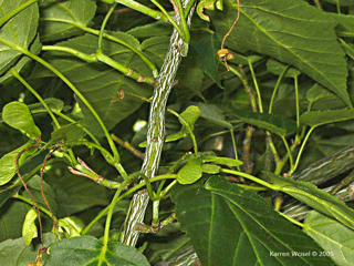 Acer forrestii Forrest Maple Tree Facts & Pictures