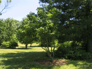 Acer forrestii Forrest Maple Tree Facts & Pictures