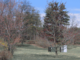 Acer rubrum - Red Maple Tree Facts & Pictures