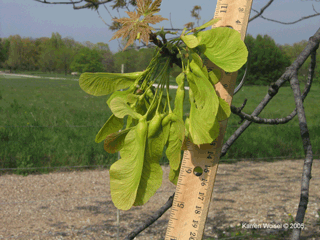 Acer saccharinum, Silver Maple Tree Fact Sheet