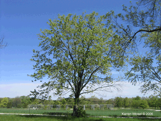 Acer saccharinum, Silver Maple Tree Fact Sheet