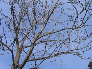 Ailanthus altissima - Tree of Heaven Fact Sheet