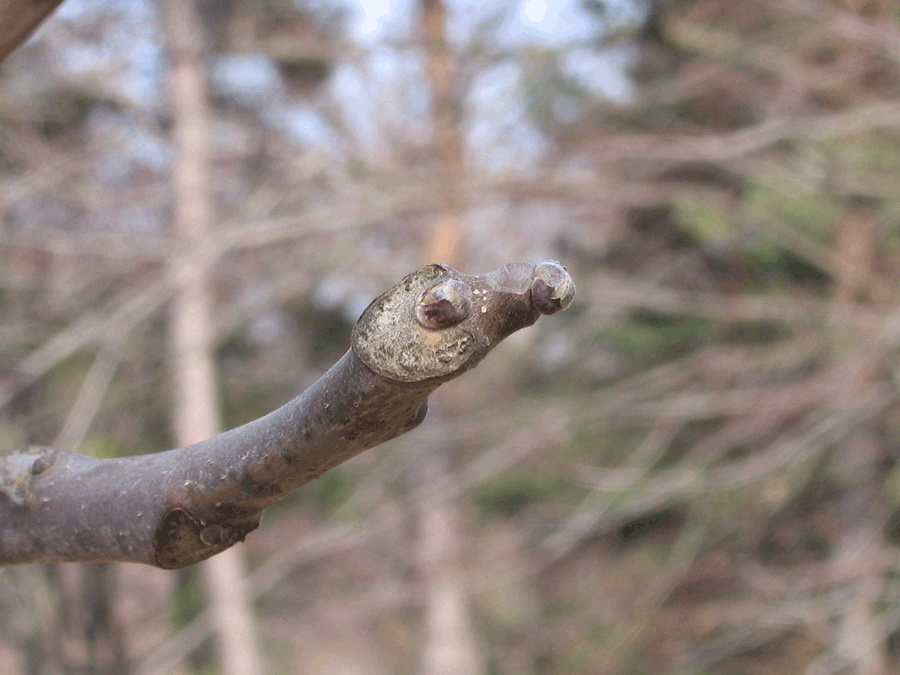 Ailanthus altissima - Tree of Heaven Photo Gallery