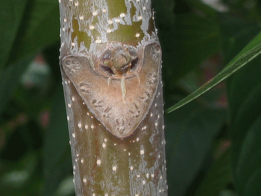 Ailanthus altissima - Tree of Heaven Photo Gallery