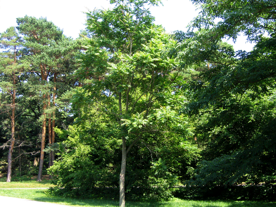 Ailanthus altissima - Tree of Heaven Photo Gallery