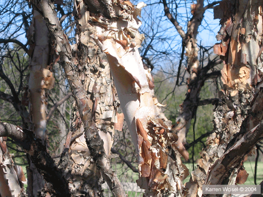 Betula nigra 'Little King' - Fox Valley River Birch Tree Photo Gallery