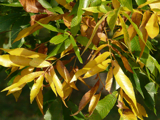 Carya cordiformis -Bitternut Hickory Tree Facts & Pictures