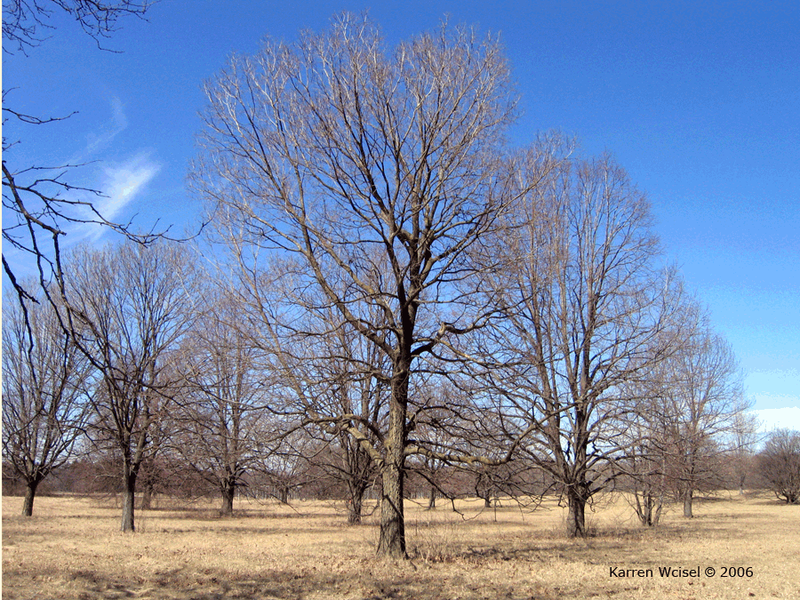 Celtis occidentalis - Common Hackberry Tree Photo Gallery