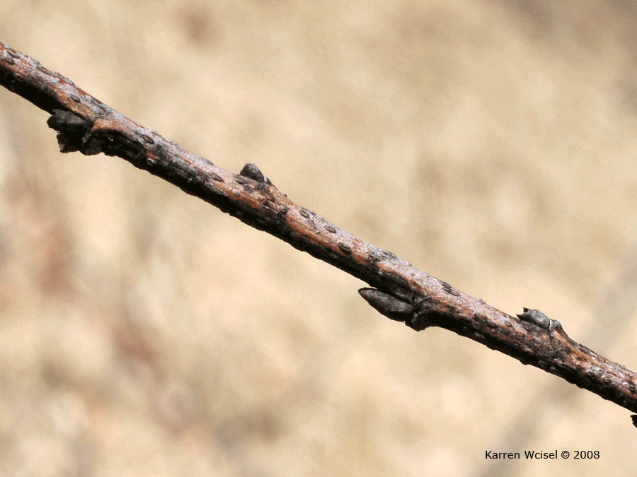 Celtis occidentalis - Common Hackberry Tree Photo Gallery