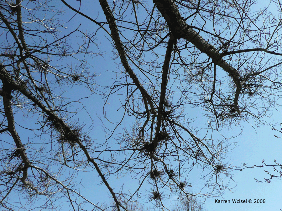 Celtis occidentalis - Common Hackberry Tree Photo Gallery