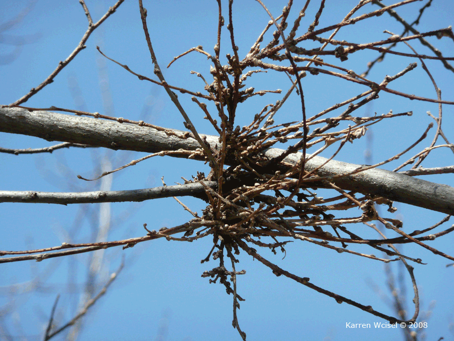 Celtis occidentalis - Common Hackberry Tree Photo Gallery