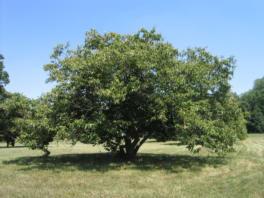 Crataegus crus-galli - Cockspur hawthorn Photo Gallery