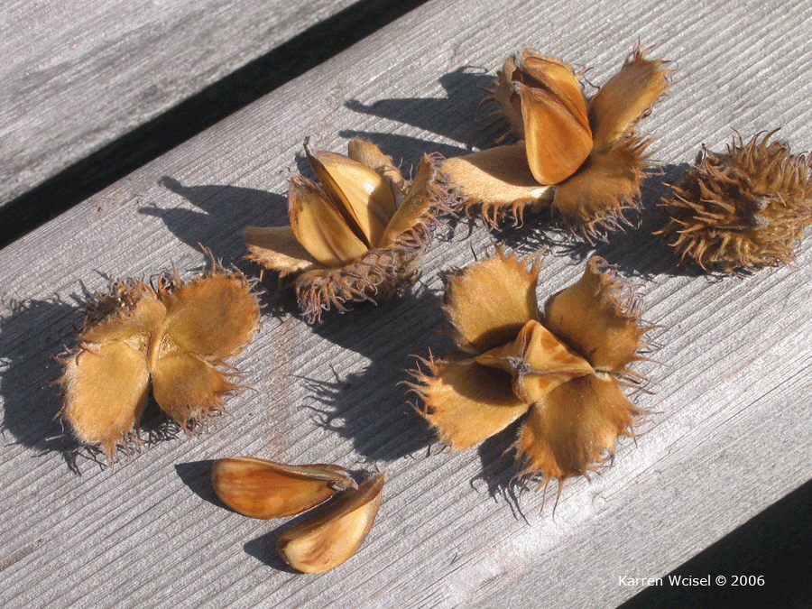 Fagus sylvatica - European beech Tree Photo Gallery
