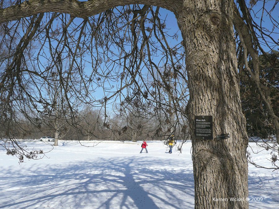 Fraxinus quadrangulata - Blue Ash Tree Photo Gallery