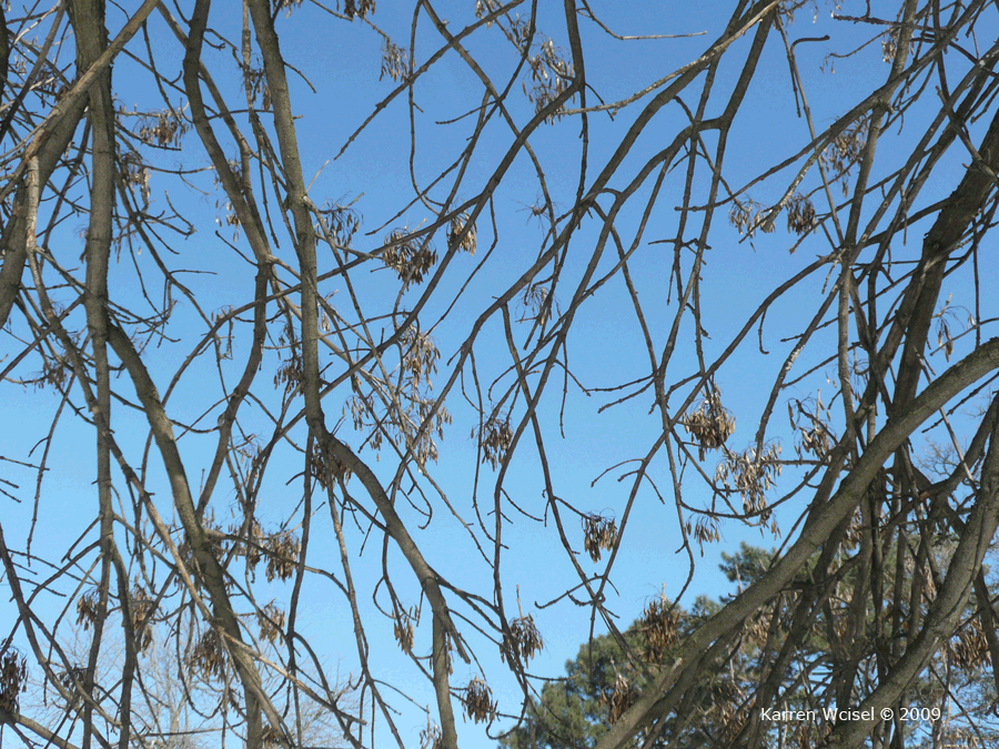 Fraxinus quadrangulata - Blue Ash Tree Photo Gallery