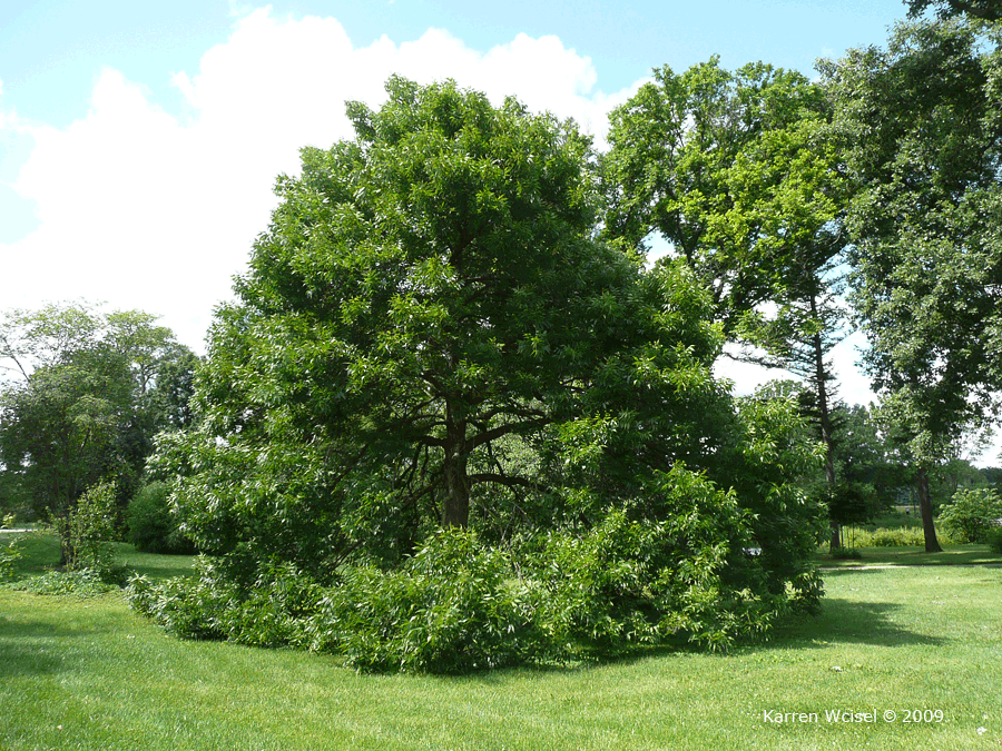 Fraxinus quadrangulata - Blue Ash Tree Photo Gallery