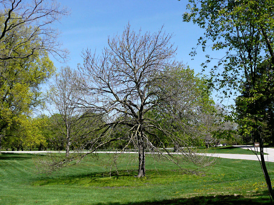 Fraxinus quadrangulata - Blue Ash Tree Photo Gallery