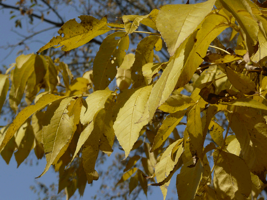 Fraxinus quadrangulata - Blue Ash Tree Photo Gallery