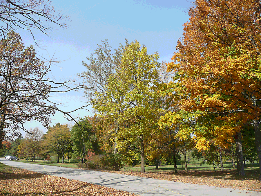 Fraxinus quadrangulata - Blue Ash Tree Photo Gallery