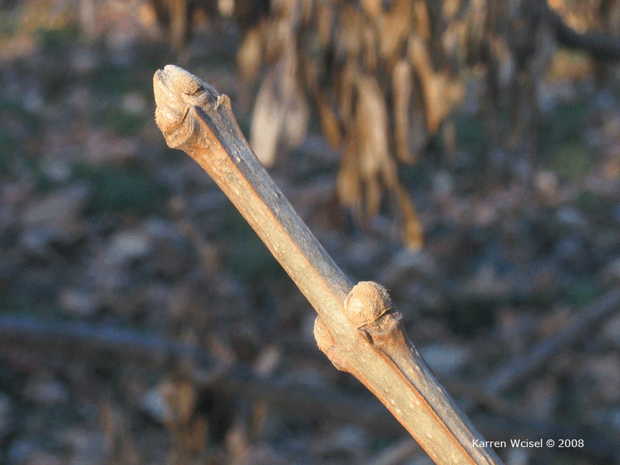 Fraxinus quadrangulata - Blue Ash Tree Photo Gallery