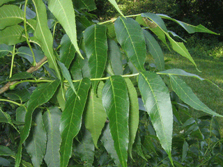 Fraxinus quadrangulata - Blue Ash Tree Fact Sheet