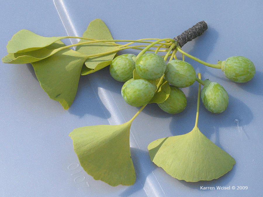 Ginkgo biloba Photo Gallery