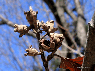 Vernal Witch-hazel Tree Facts & Pictures