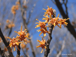 Vernal Witch-hazel Tree Facts & Pictures