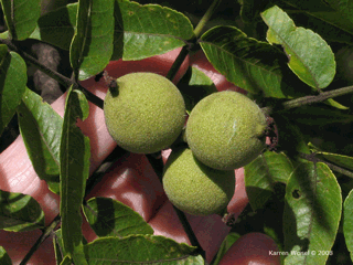 Juglans microcarpa - Little Walnut Fact Sheet