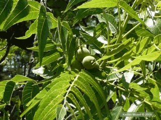 Juglans microcarpa - Little Walnut Fact Sheet