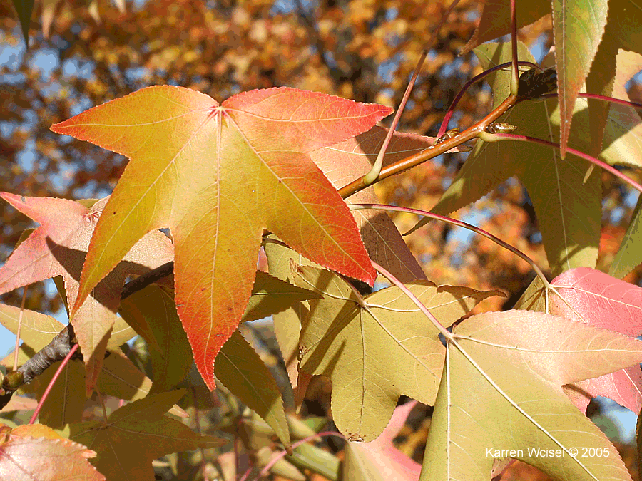 Liquidambar styraciflua - Sweetgum Photo Gallery
