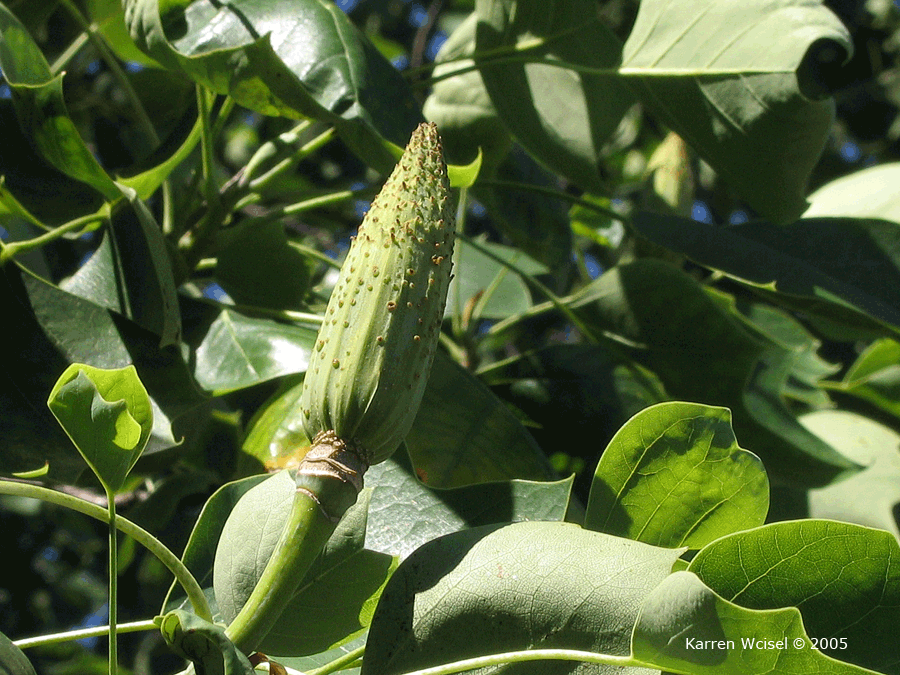 Liriodendron tulipifera - Tuliptree Photo Gallery