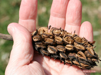 Magnolia tripetala - Umbrella-tree - Fact Sheet