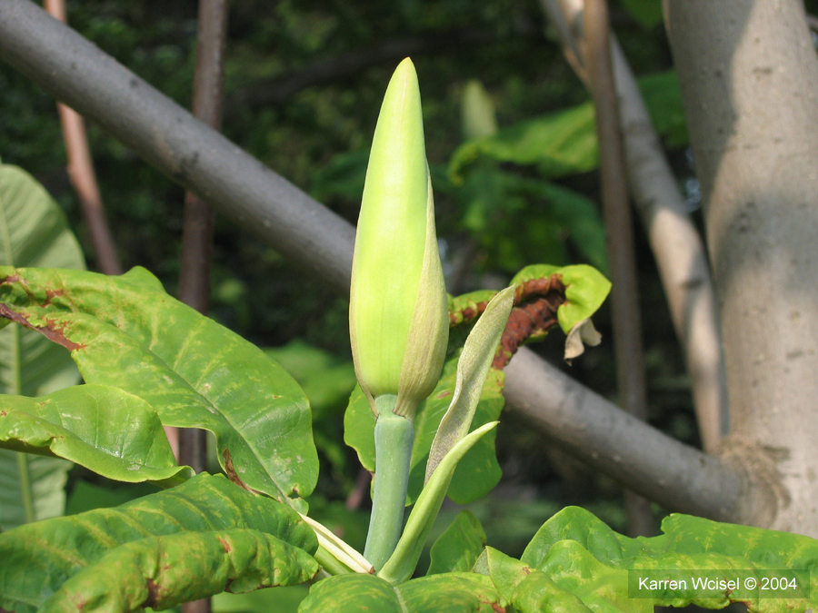 Magnolia tripetala - Umbrella-tree - Photo Gallery