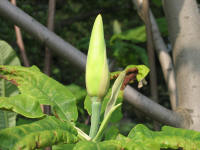 Magnolia tripetala - Umbrella-tree - Fact Sheet