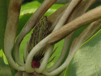 Magnolia tripetala - Umbrella-tree - Fact Sheet