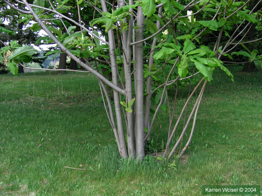 Magnolia tripetala - Umbrella-tree - Photo Gallery