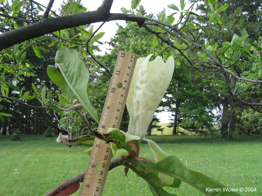 Magnolia tripetala - Umbrella-tree - Photo Gallery