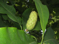 Magnolia tripetala - Umbrella-tree - Fact Sheet