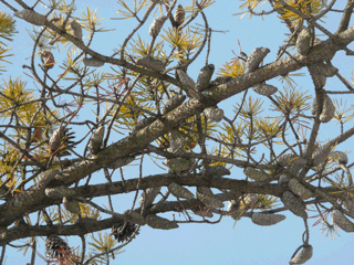 Pinus banksiana - Jack Pine Fact Sheet