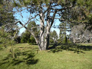 Pinus resinosa - Red Pine Tree Fact Sheet and Photos