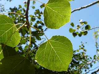 Populus tremuloides - Quaking Aspen Fact Sheet with photos
