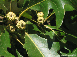 Quercus macrocarpa - Bur oak tree - Facts & Pictures