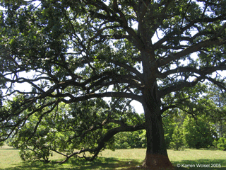 Quercus macrocarpa - Bur oak tree - Facts & Pictures