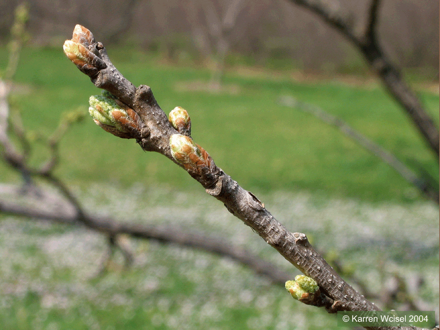 Quercus macrocarpa, Burr oak - Gallery 1 Pictures