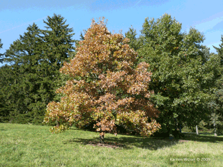 Post Oak Tree Facts & Pictures